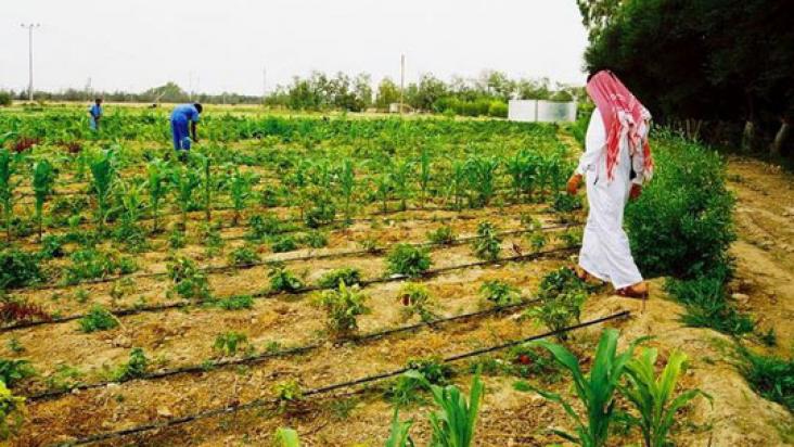 Irrigation au Qatar et l'aide précieuse du Ningxia - Observatoire ...